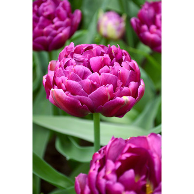 Double Flag tulipánhagyma - Kőröshegyi Levendulás
