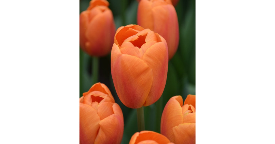 Delta Storm tulipánhagyma -Kőröshegyi Levendulás