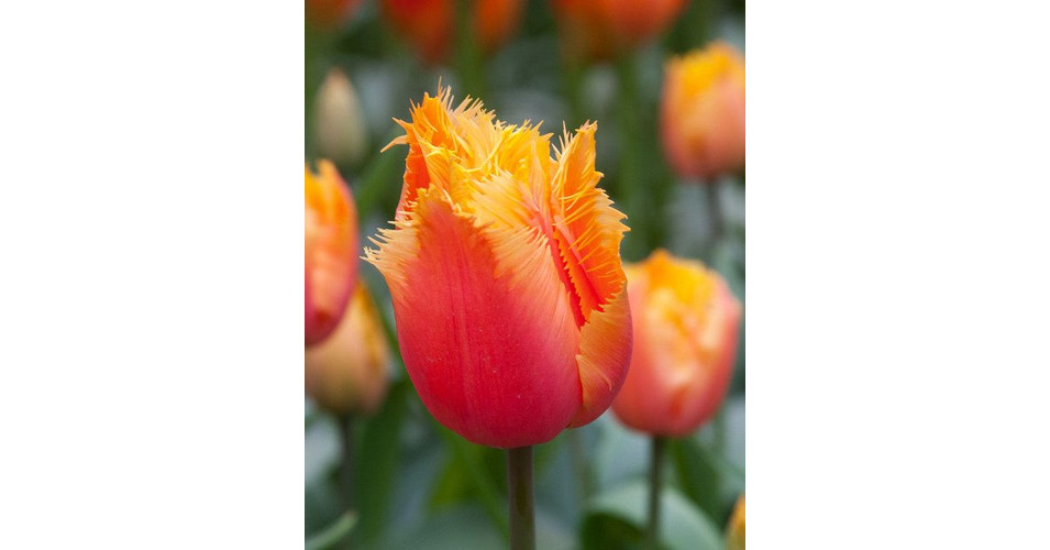 Lambada tulipánhagyma - Kőröshegyi Levendulás