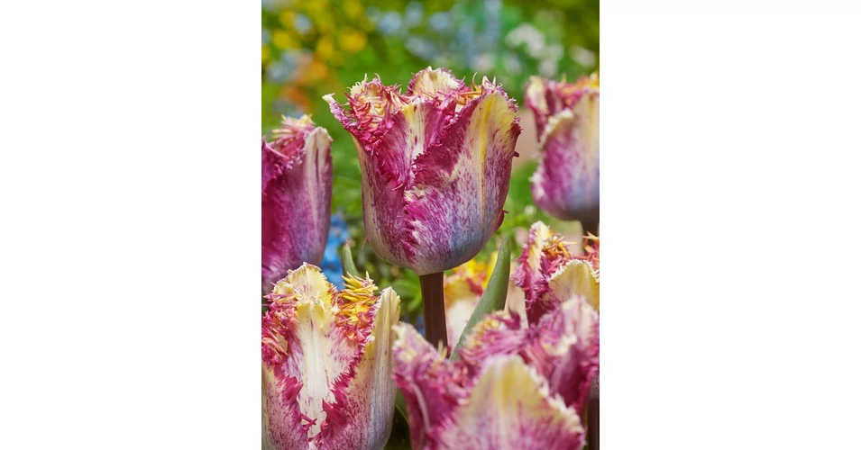 Colour Fusion - Különleges tulipánok