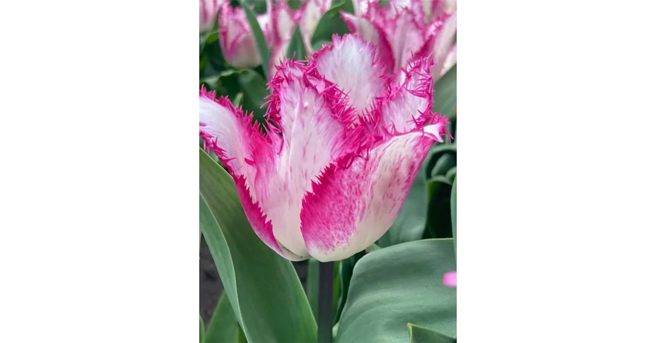 Passion Play - Különleges virághagymák