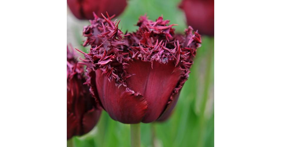 Labrador tulipánhagyma