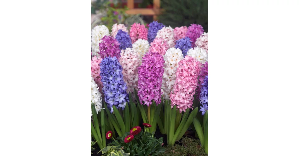 Jácint virághagyma válogatás - Ingyenes szállítással